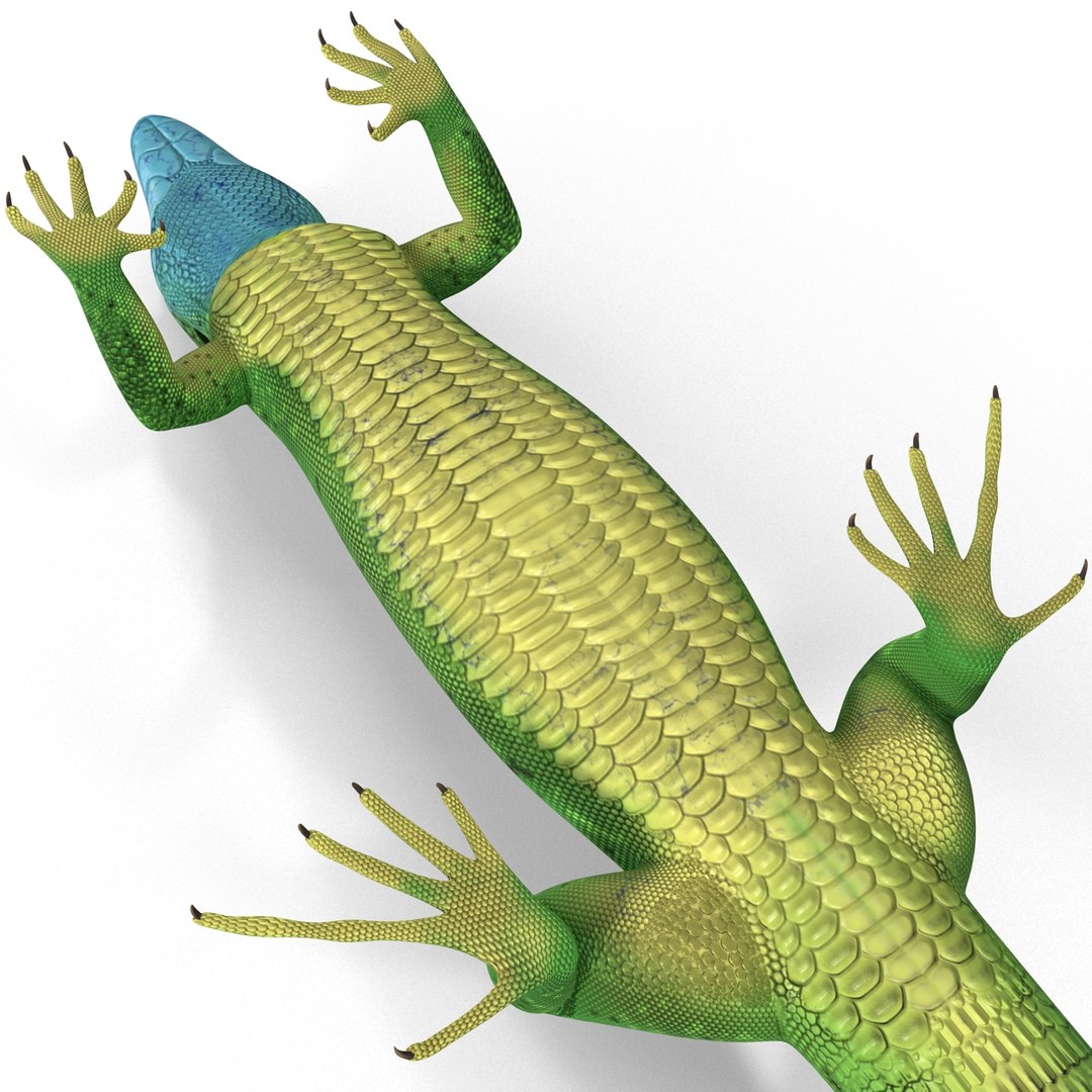 3d model european green lizard lacerta