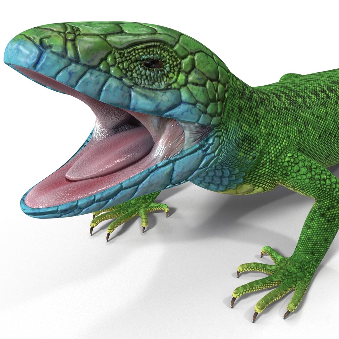 3d model european green lizard lacerta