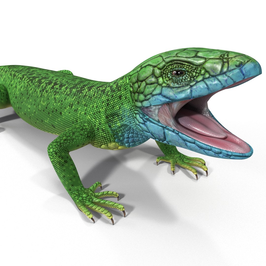 3d model european green lizard lacerta