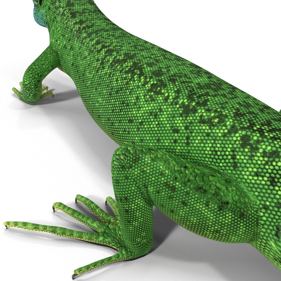 3d model european green lizard lacerta