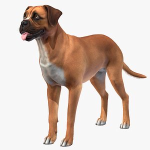 3D Animal Boxer Models - Browse & Download Formats - TurboSquid