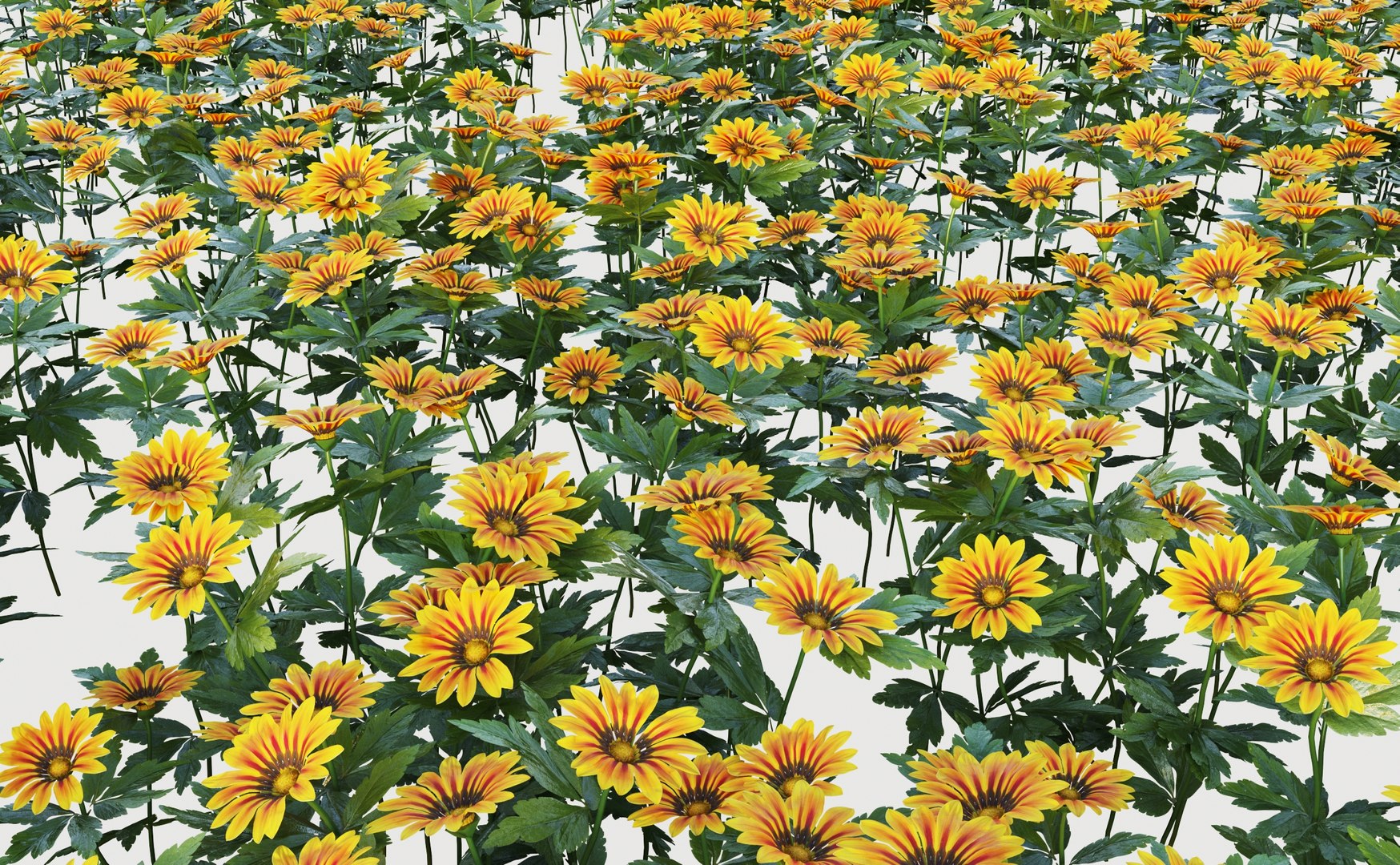 3D Anemone - TurboSquid 1861386