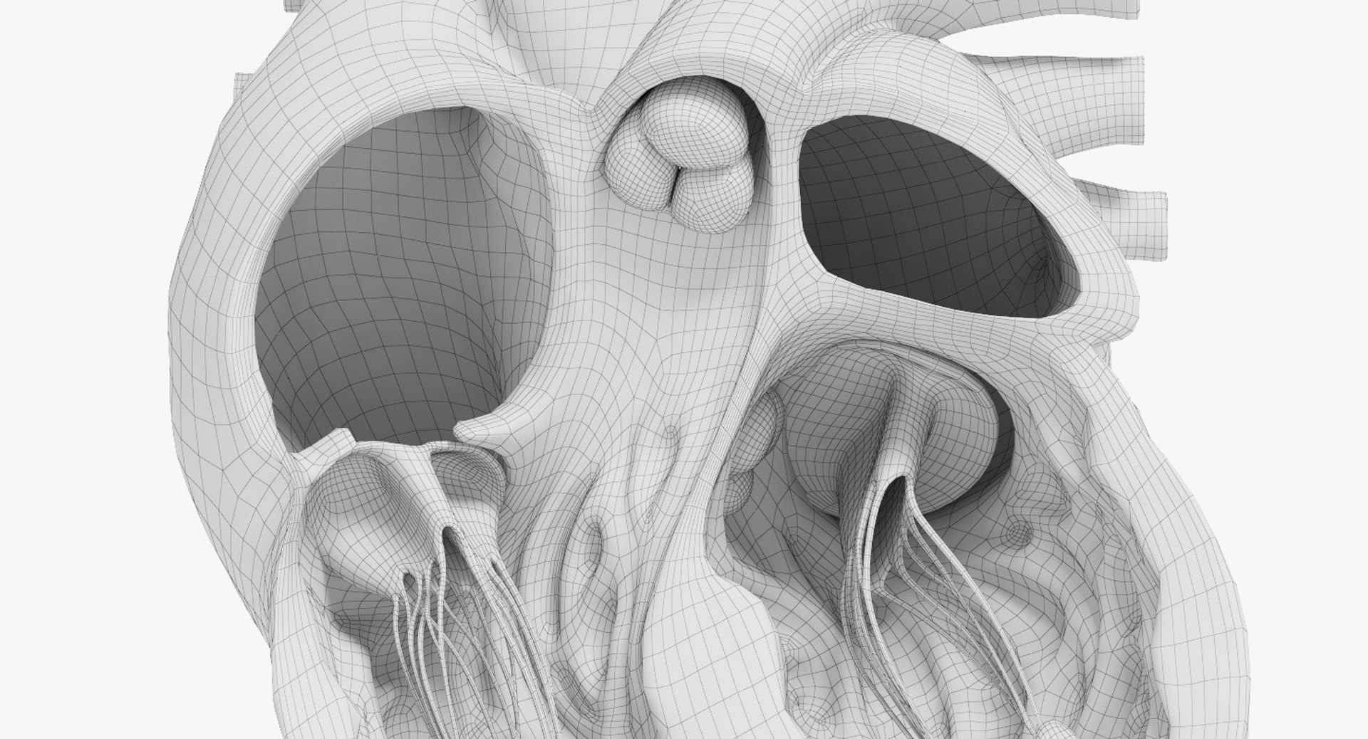 3D human heart - TurboSquid 1173861