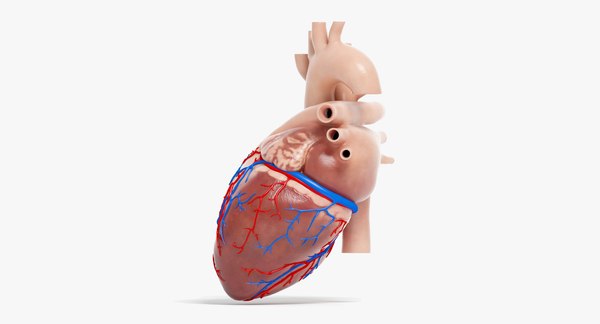 3D human heart - TurboSquid 1173861