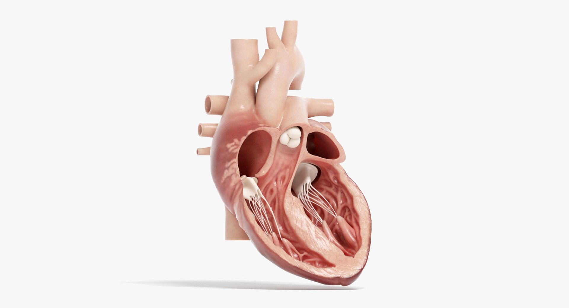 3D Human Heart - TurboSquid 1173861