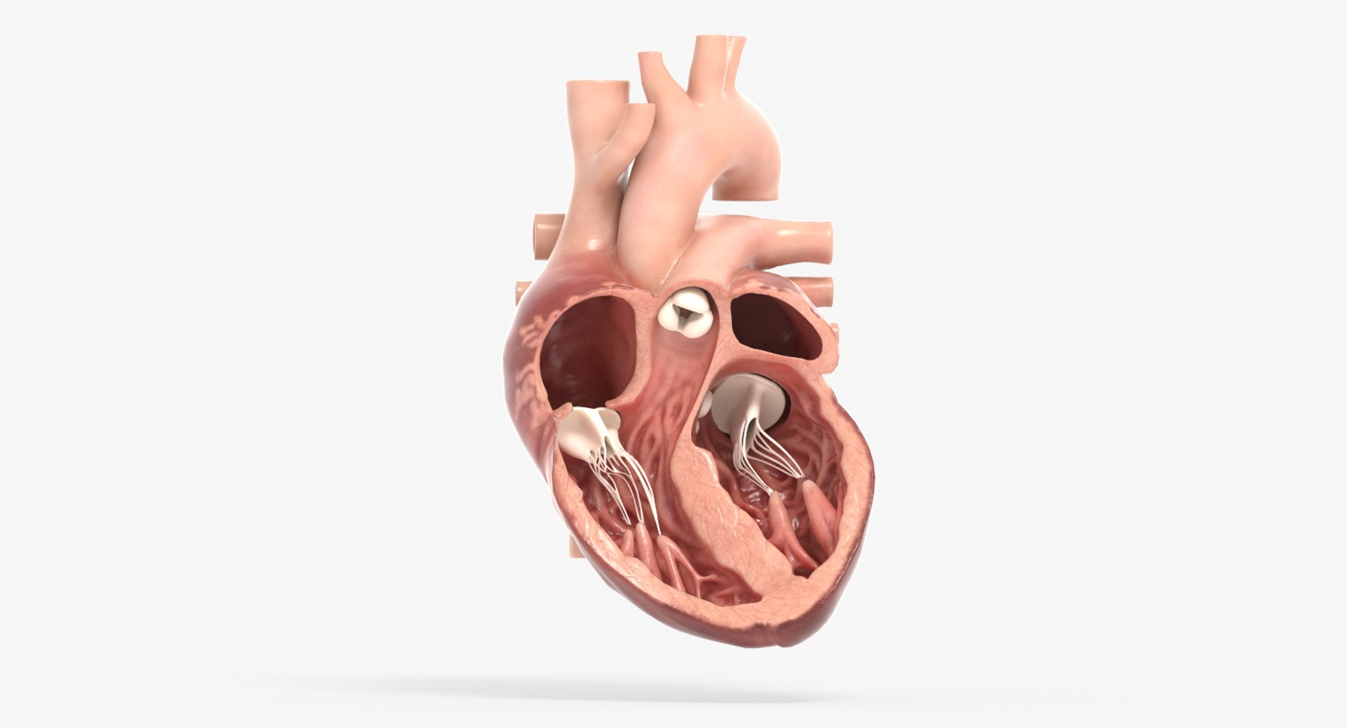 3D Human Heart - TurboSquid 1173861