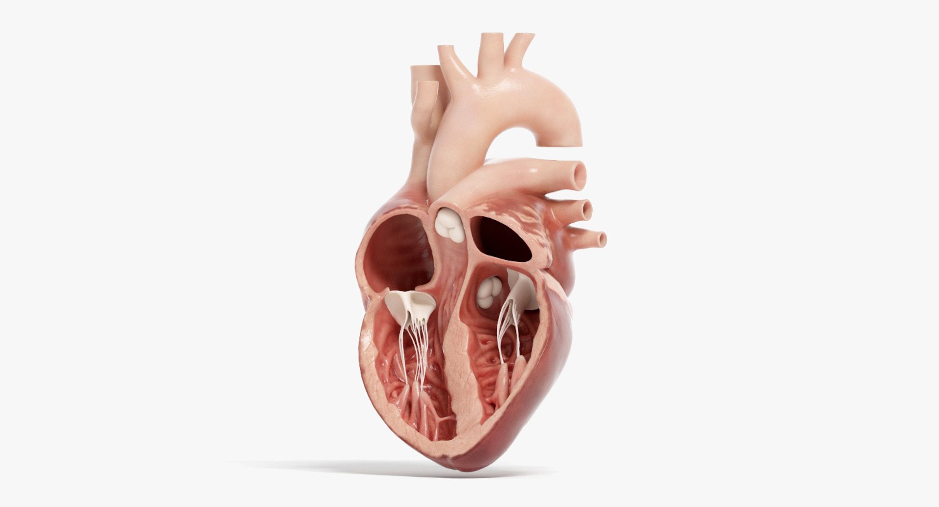 3D Human Heart - TurboSquid 1173861