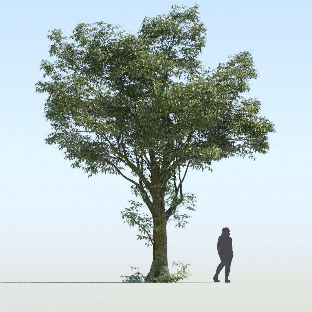 Tree Visualization 3D Model - TurboSquid 1189803
