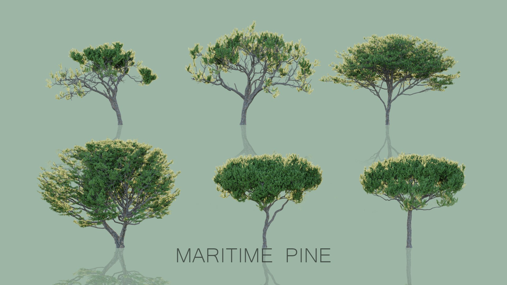 Maritime Pine Trees Pinus 3D Model - TurboSquid 1524353