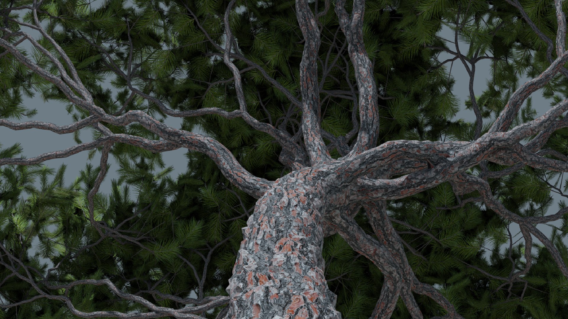 Maritime Pine Trees Pinus 3D Model - TurboSquid 1524353