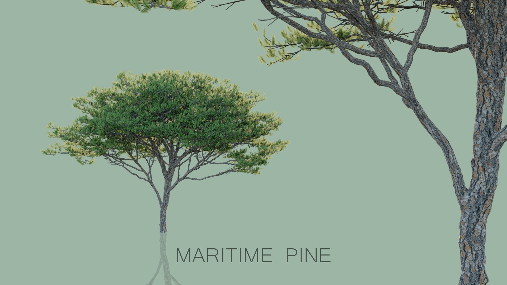 Maritime Pine Trees Pinus 3D Model - TurboSquid 1524353