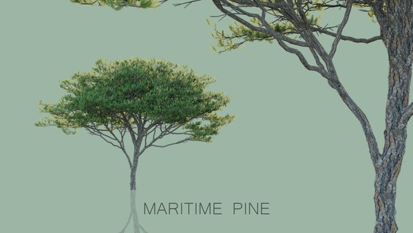 Maritime pine trees pinus 3D model - TurboSquid 1524353