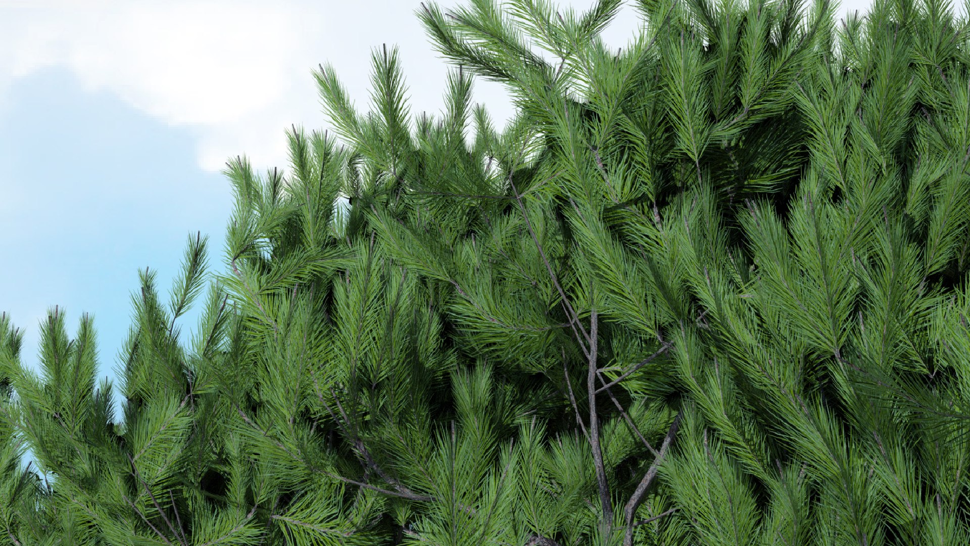 Maritime Pine Trees Pinus 3D Model - TurboSquid 1524353