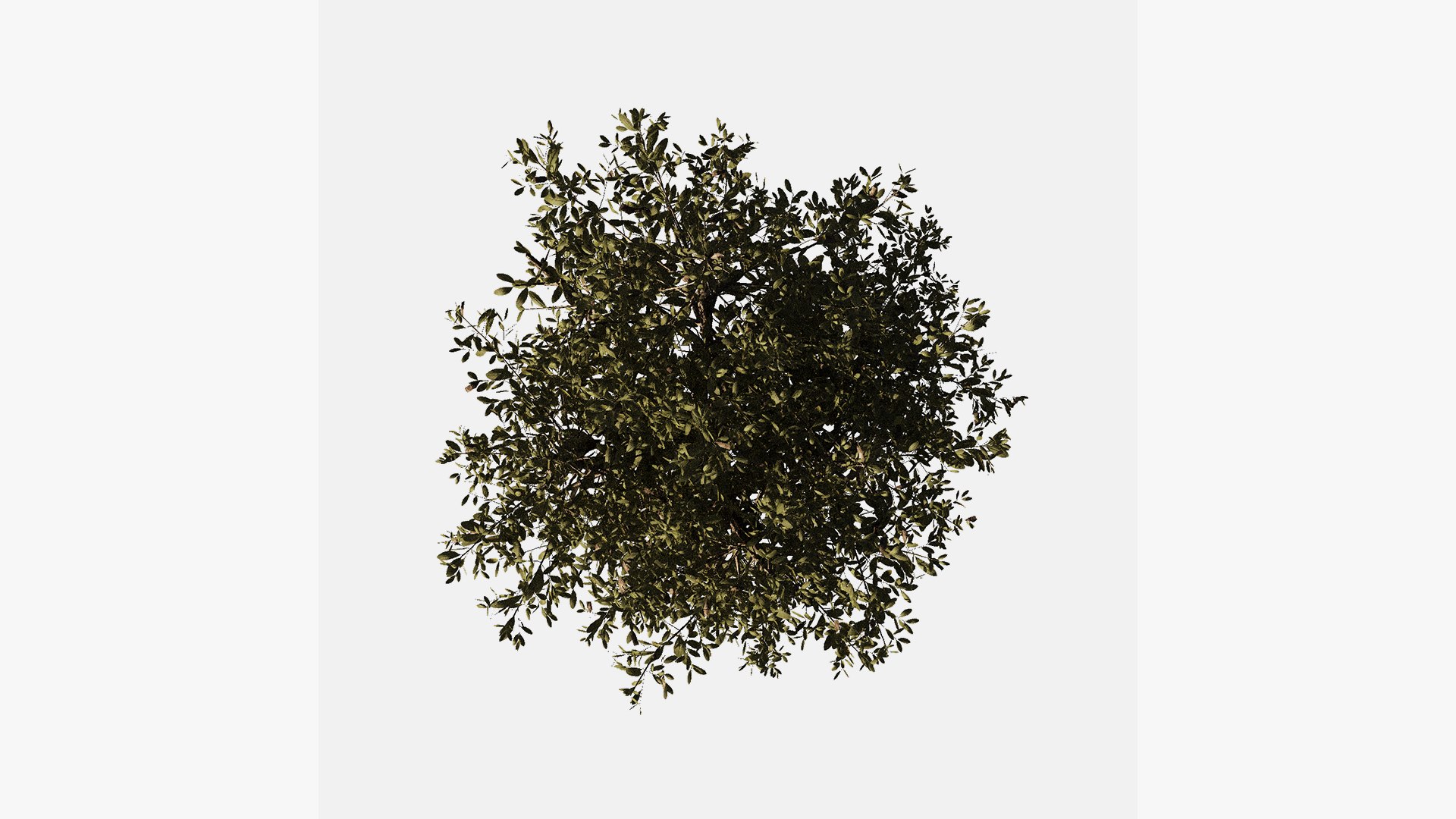 Bush Model - TurboSquid 2305820