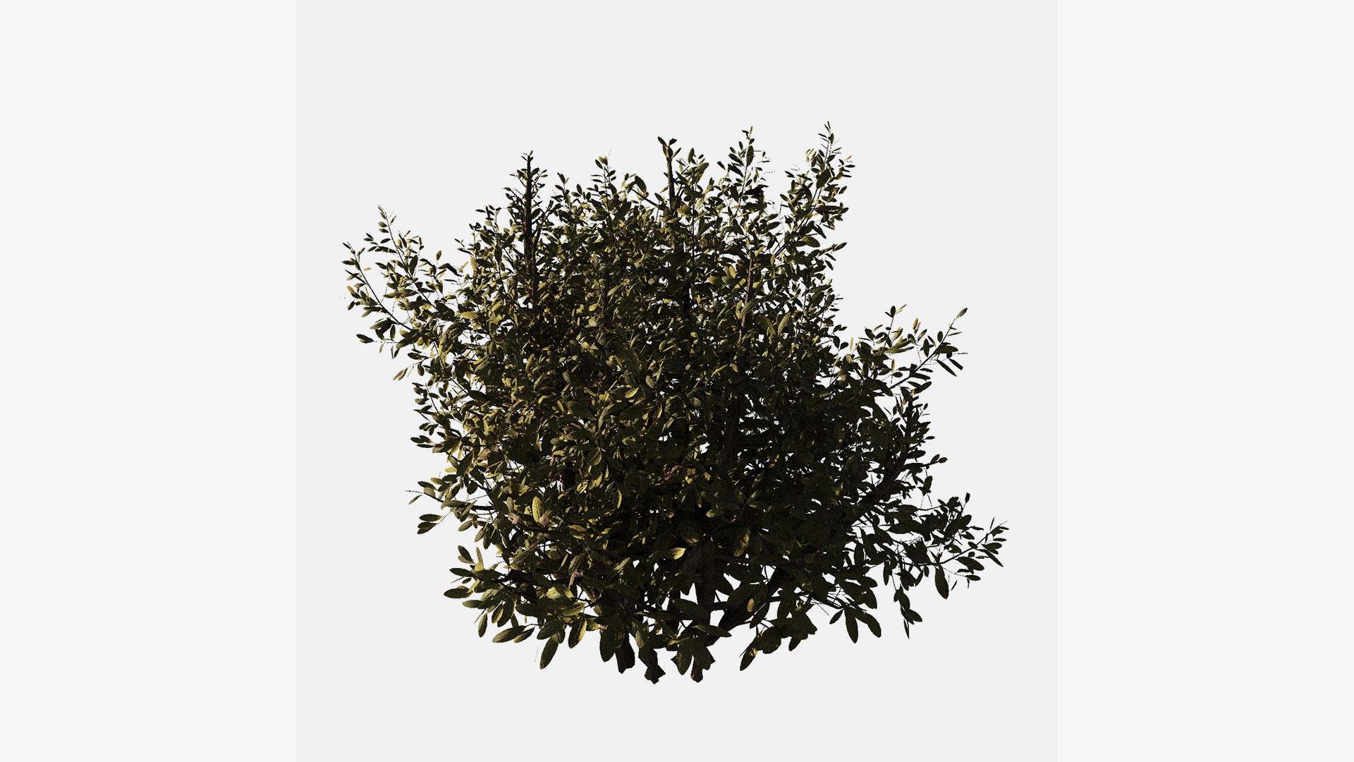 Bush Model - TurboSquid 2305820