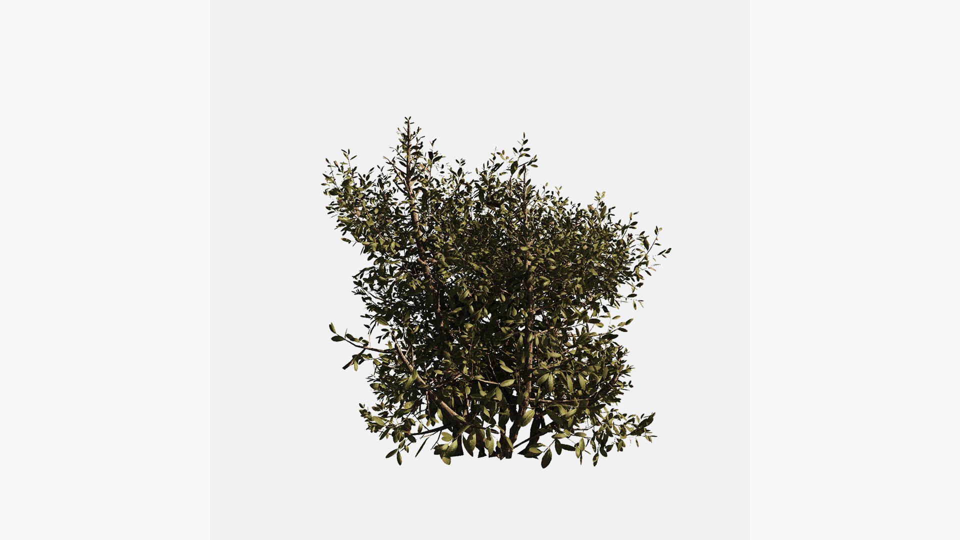 Bush Model - TurboSquid 2305820