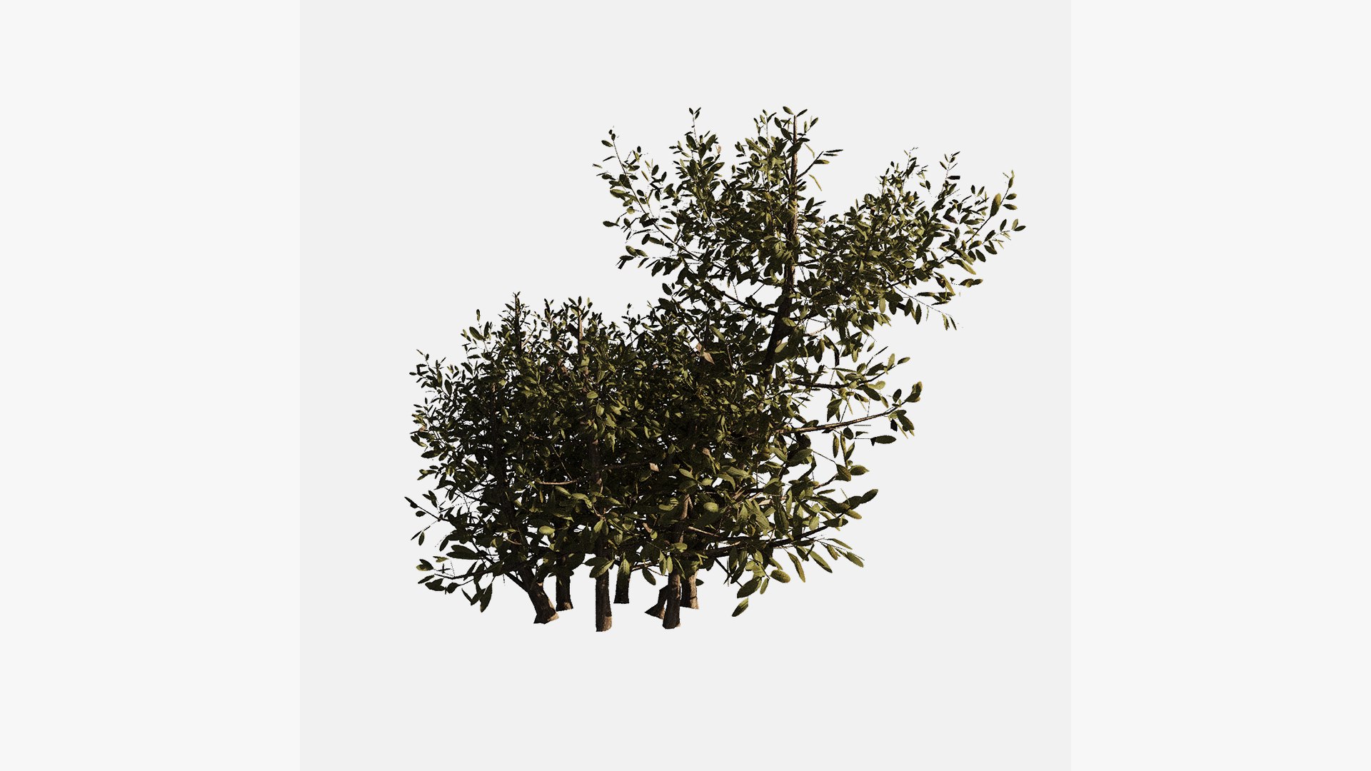 Bush Model - TurboSquid 2305820