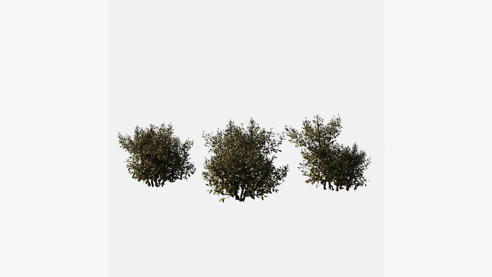 Bush Model - TurboSquid 2305820