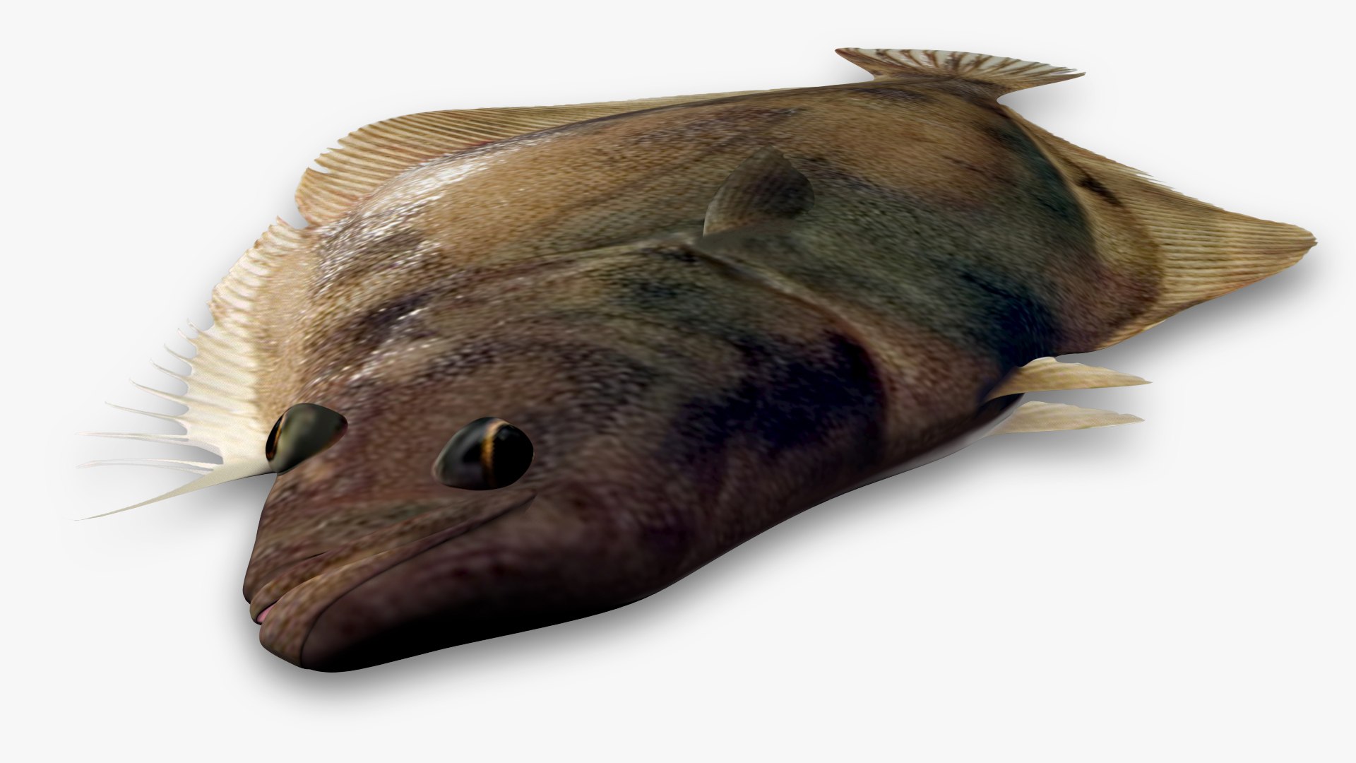 Pacific Sand Sole - Psettichthys melanostictus 3D - TurboSquid 1775354
