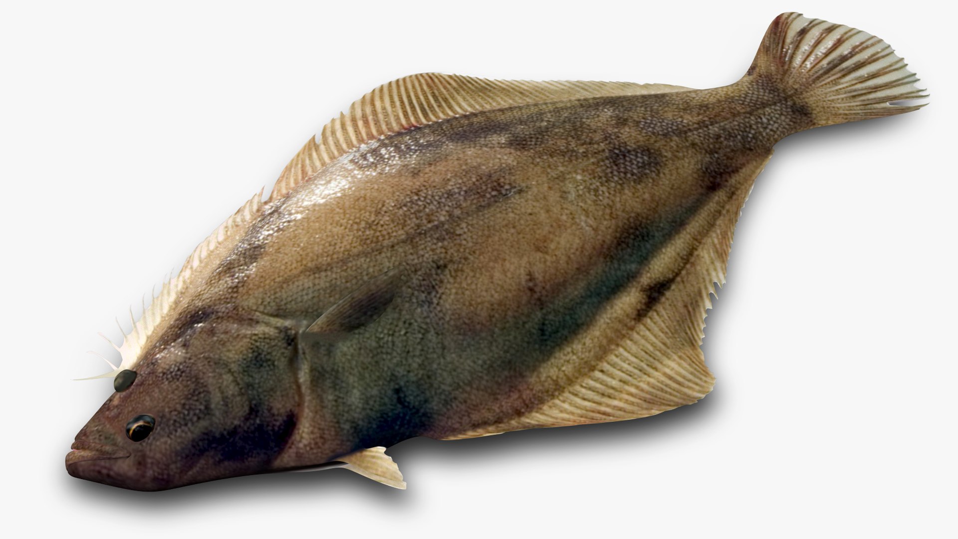 Pacific Sand Sole - Psettichthys melanostictus 3D - TurboSquid 1775354