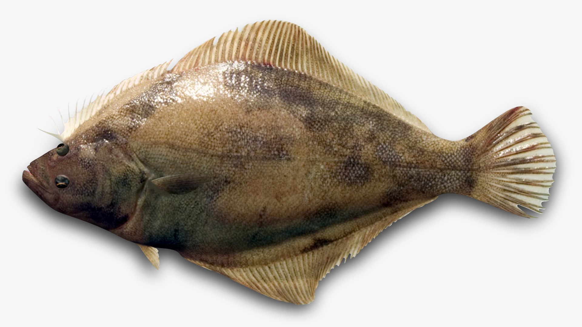 Pacific Sand Sole - Psettichthys melanostictus 3D - TurboSquid 1775354