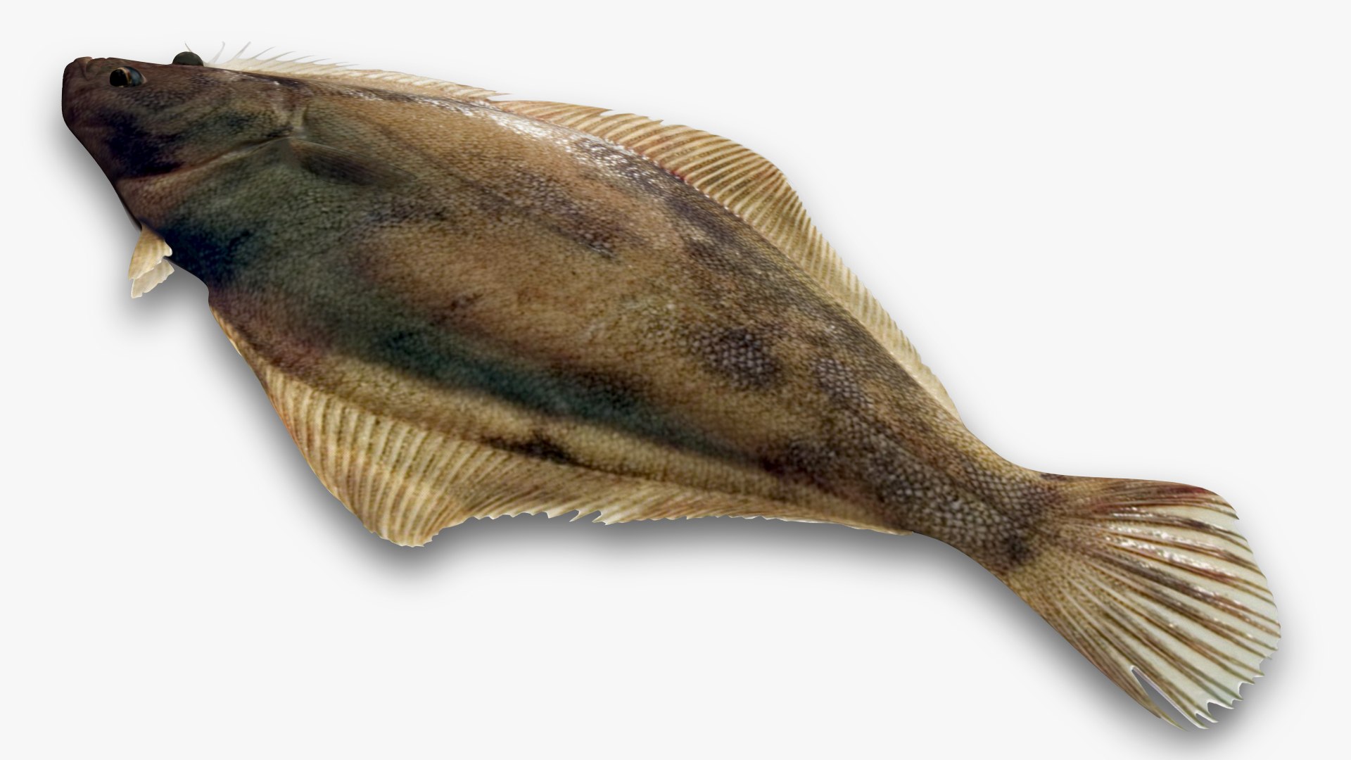Pacific Sand Sole - Psettichthys melanostictus 3D - TurboSquid 1775354