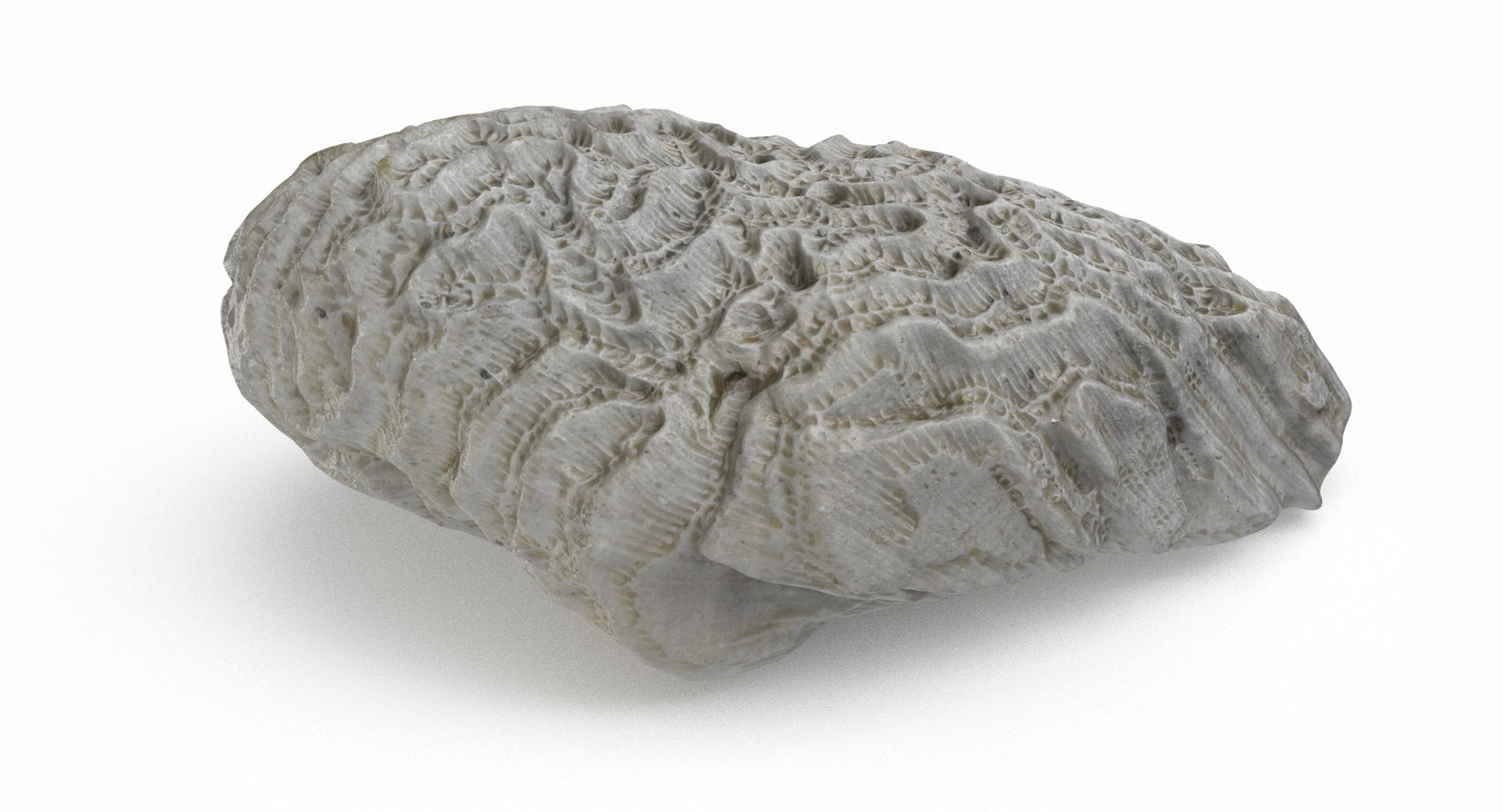 3d model of brain coral skeleton
