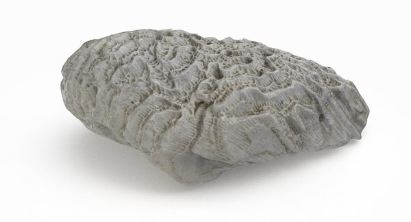 3d model of brain coral skeleton