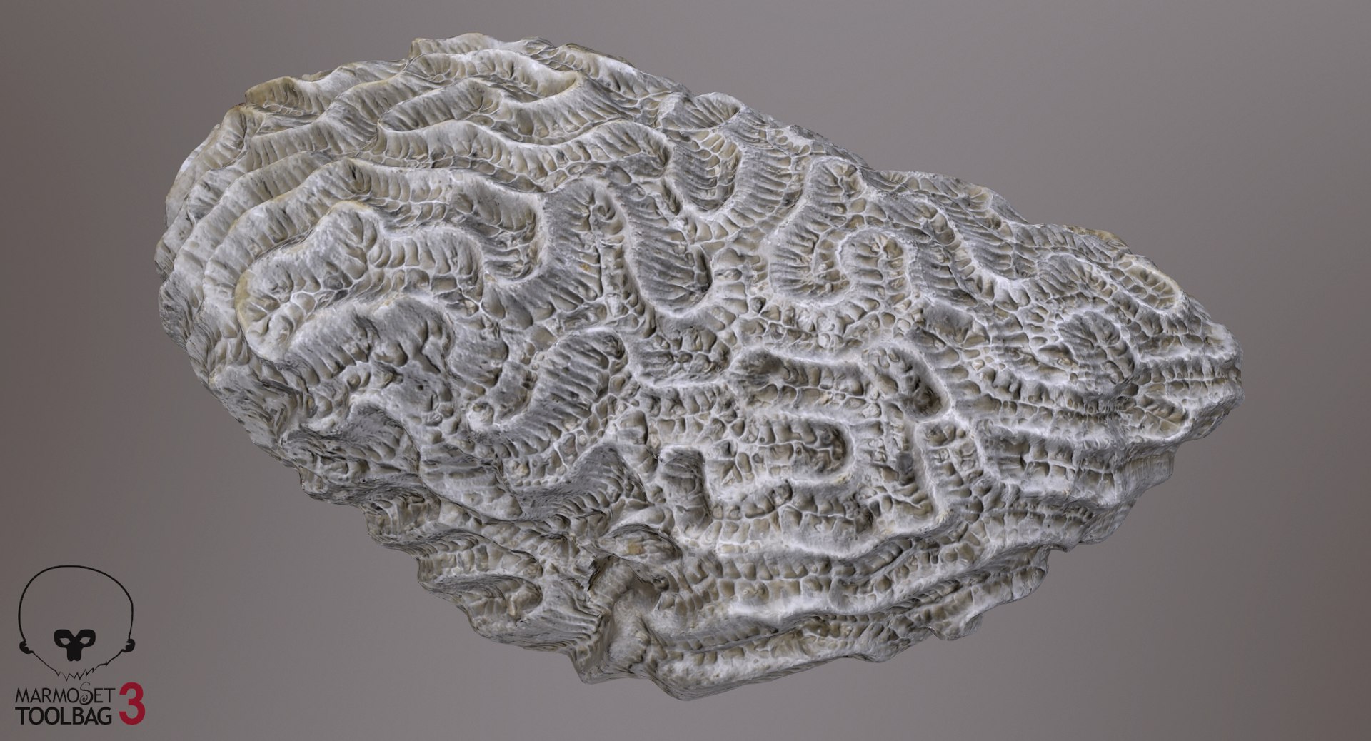 3d model of brain coral skeleton