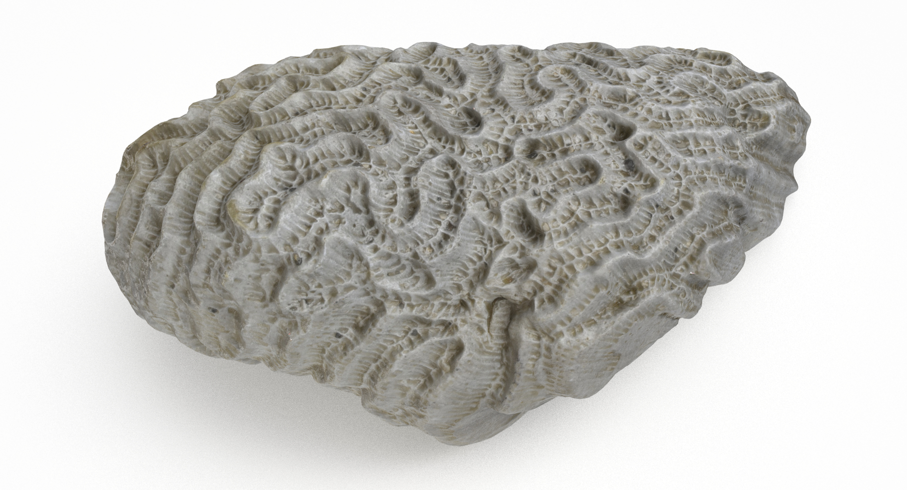 3d model of brain coral skeleton