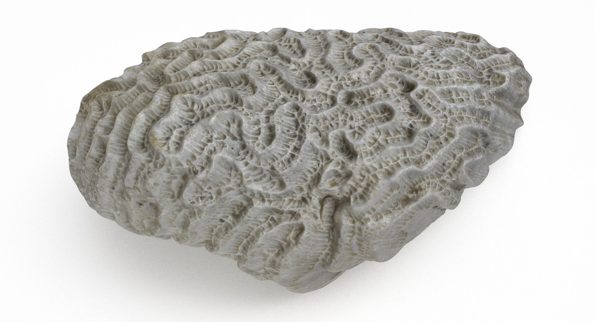3d model of brain coral skeleton