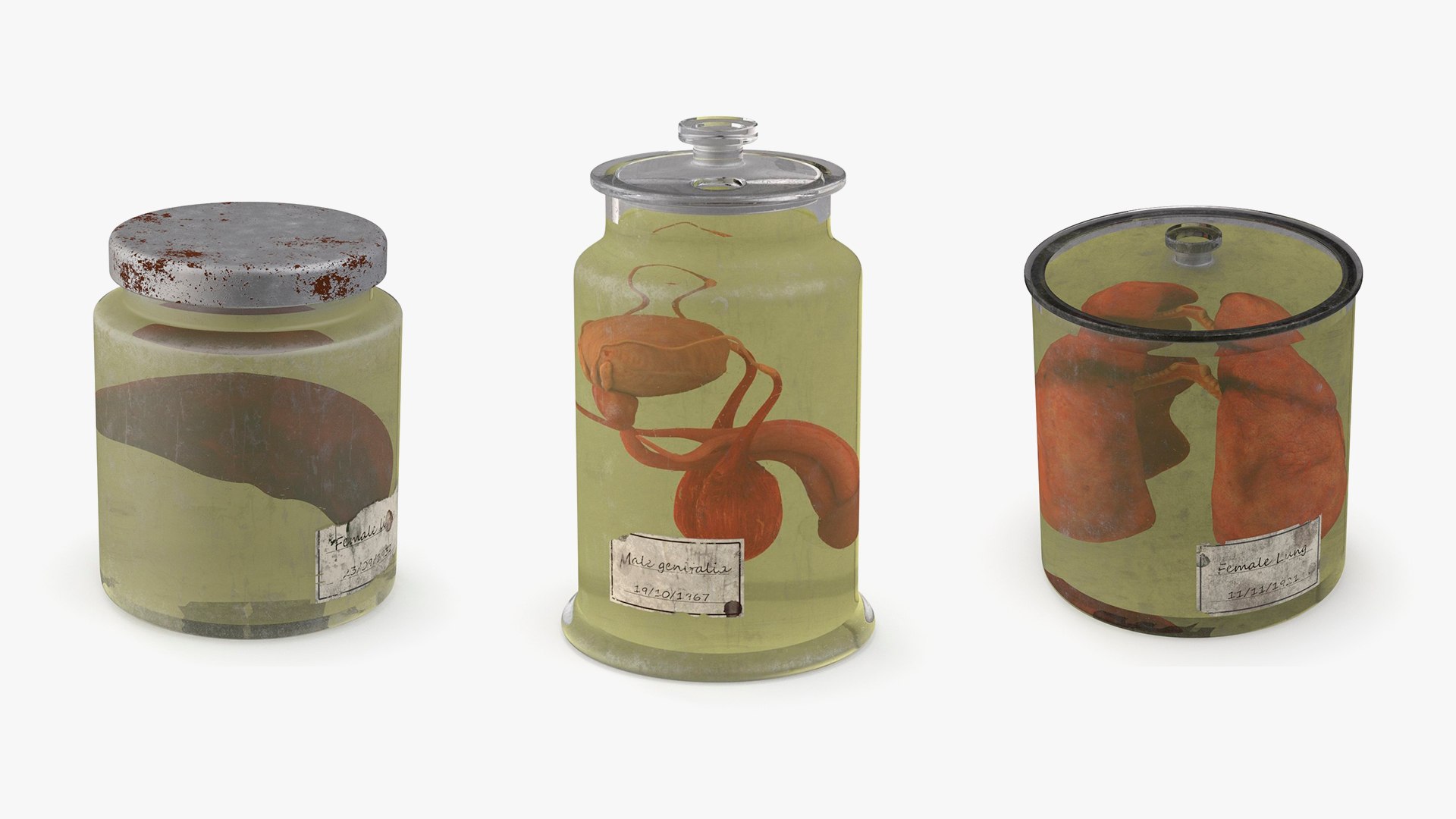 3D Human Organs In A Old Jar Collection 2 Model - TurboSquid 2299342