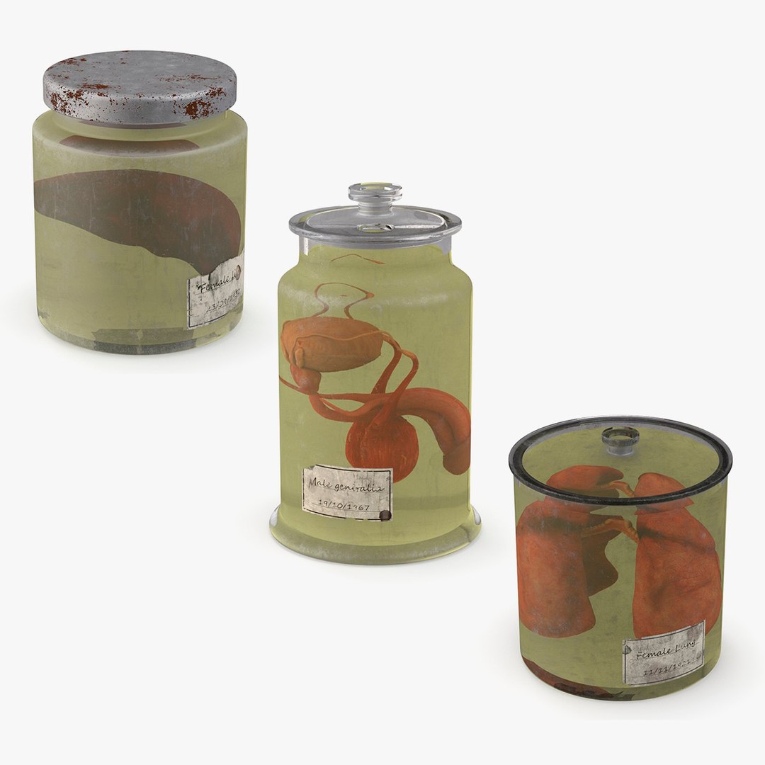3D Human Organs In A Old Jar Collection 2 Model - TurboSquid 2299342