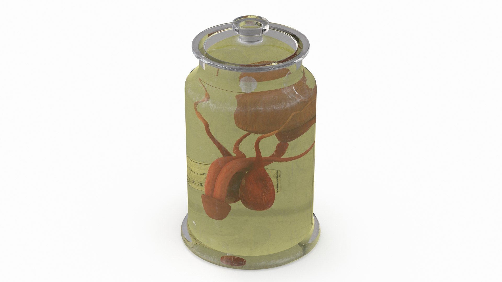 3D Human Organs In A Old Jar Collection 2 Model - TurboSquid 2299342