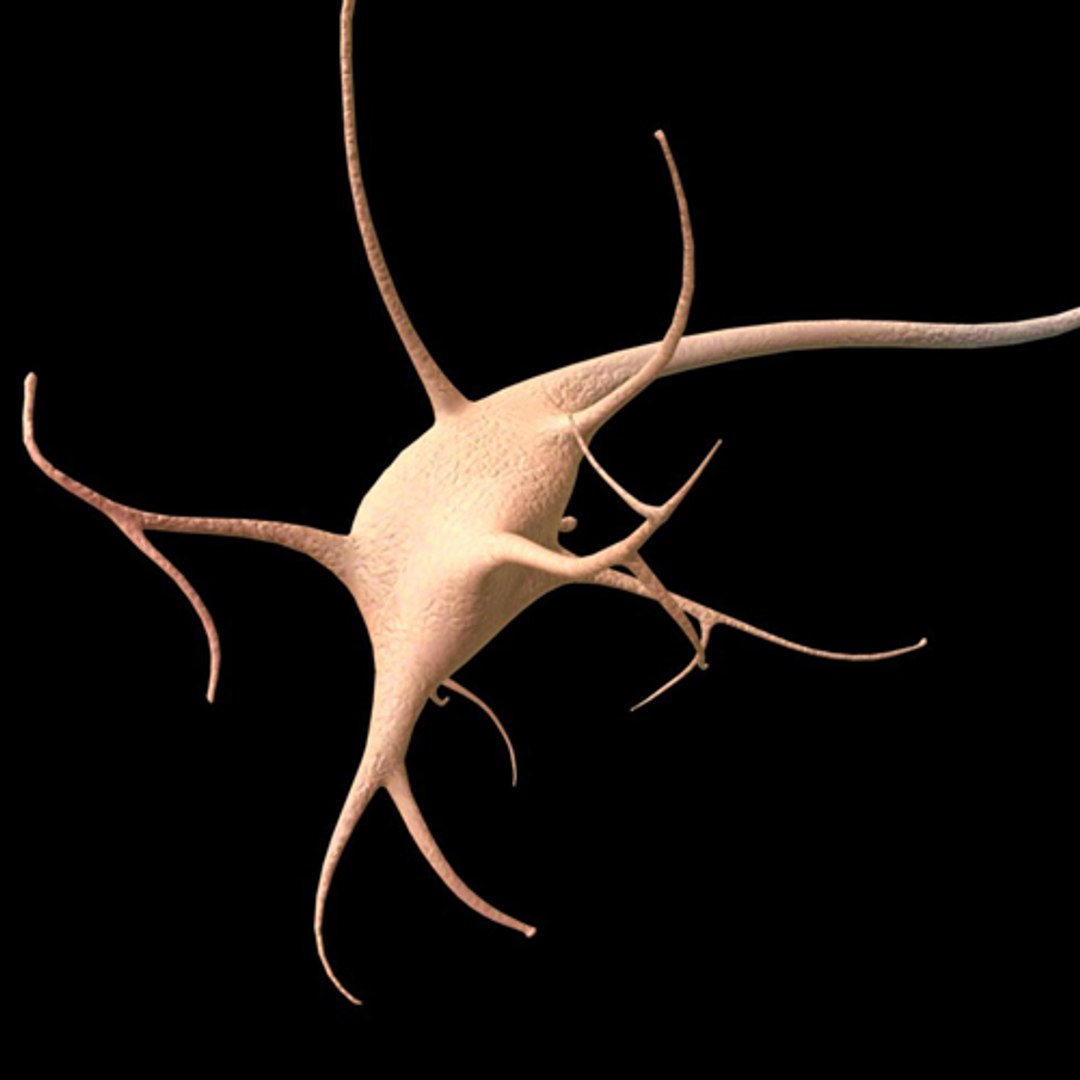 3d neuron synapse model