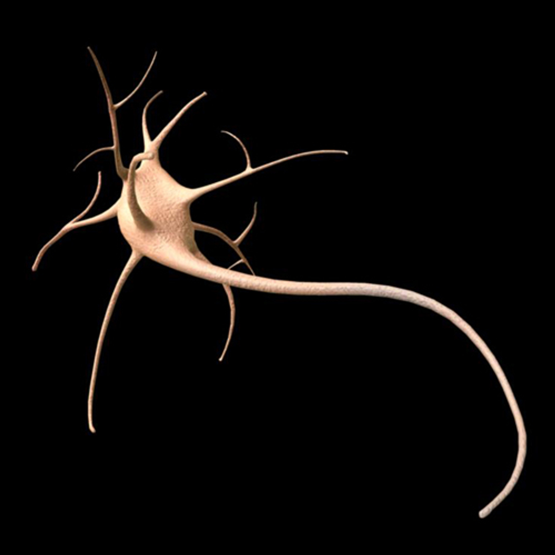 3d neuron synapse model