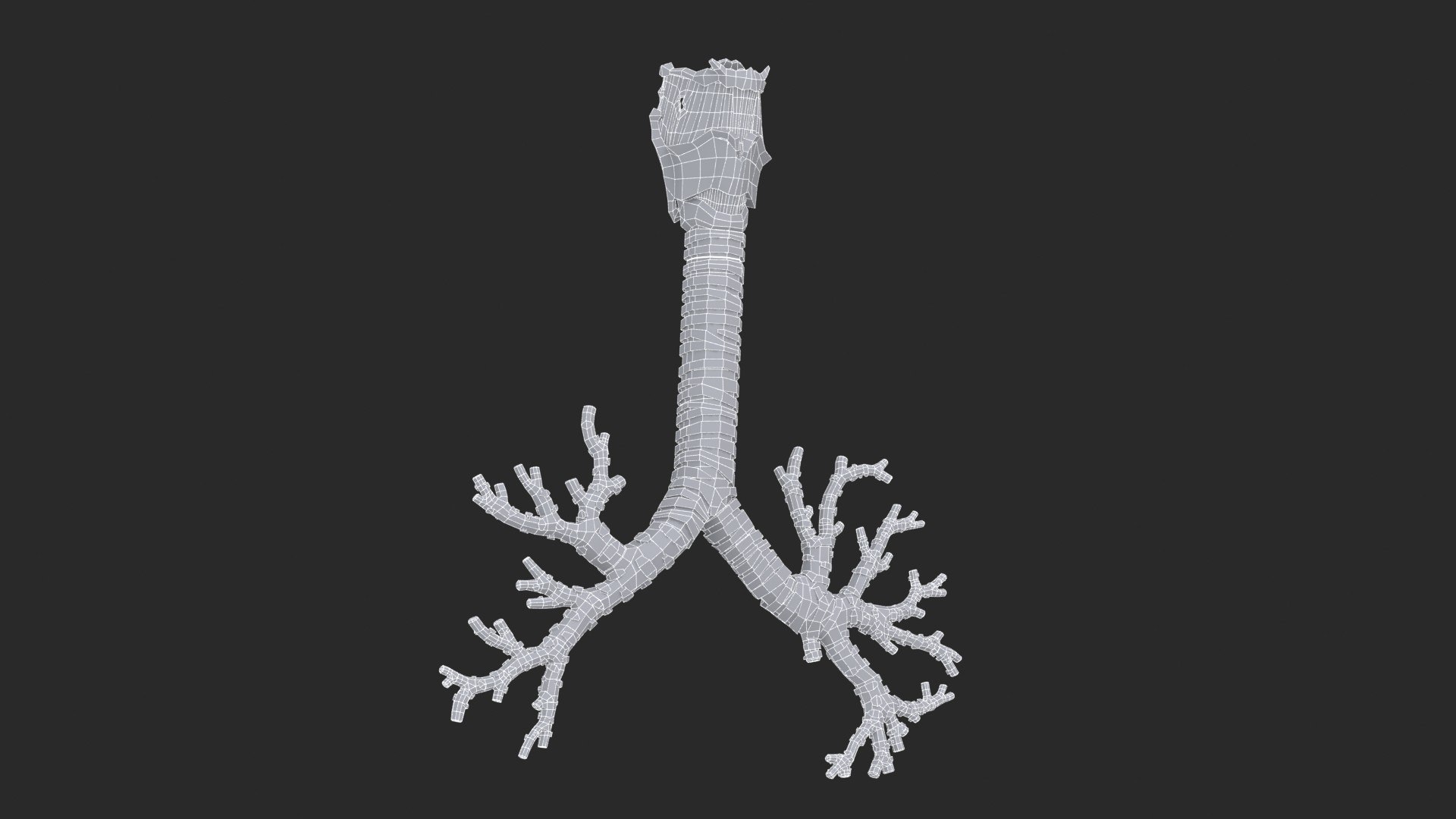 Larynx Trachea BronchialTree 3D Model - TurboSquid 2508721