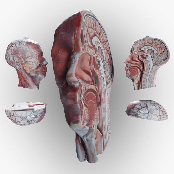 modelo 3d Anatomical Head Model - TurboSquid 1970934