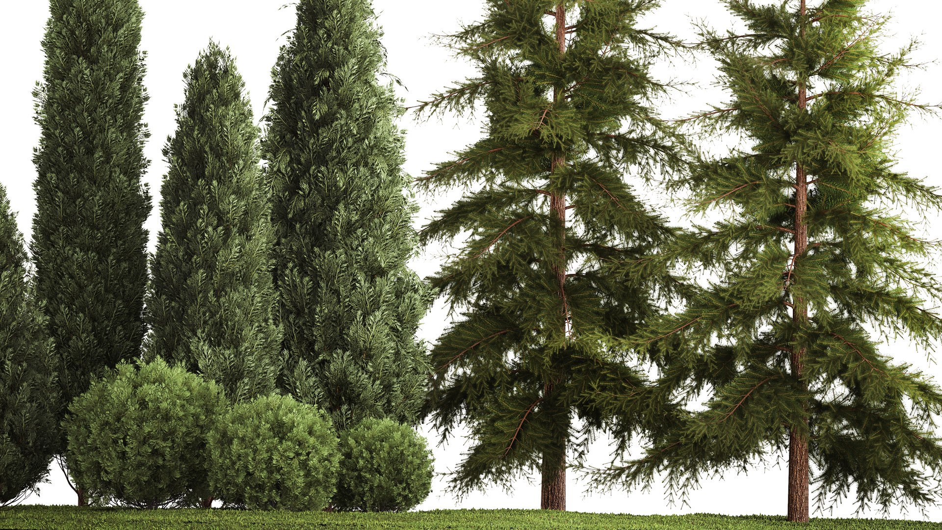 3D Garden Of Thuja And Cypress Trees With Bushes 1155 - TurboSquid 1995947