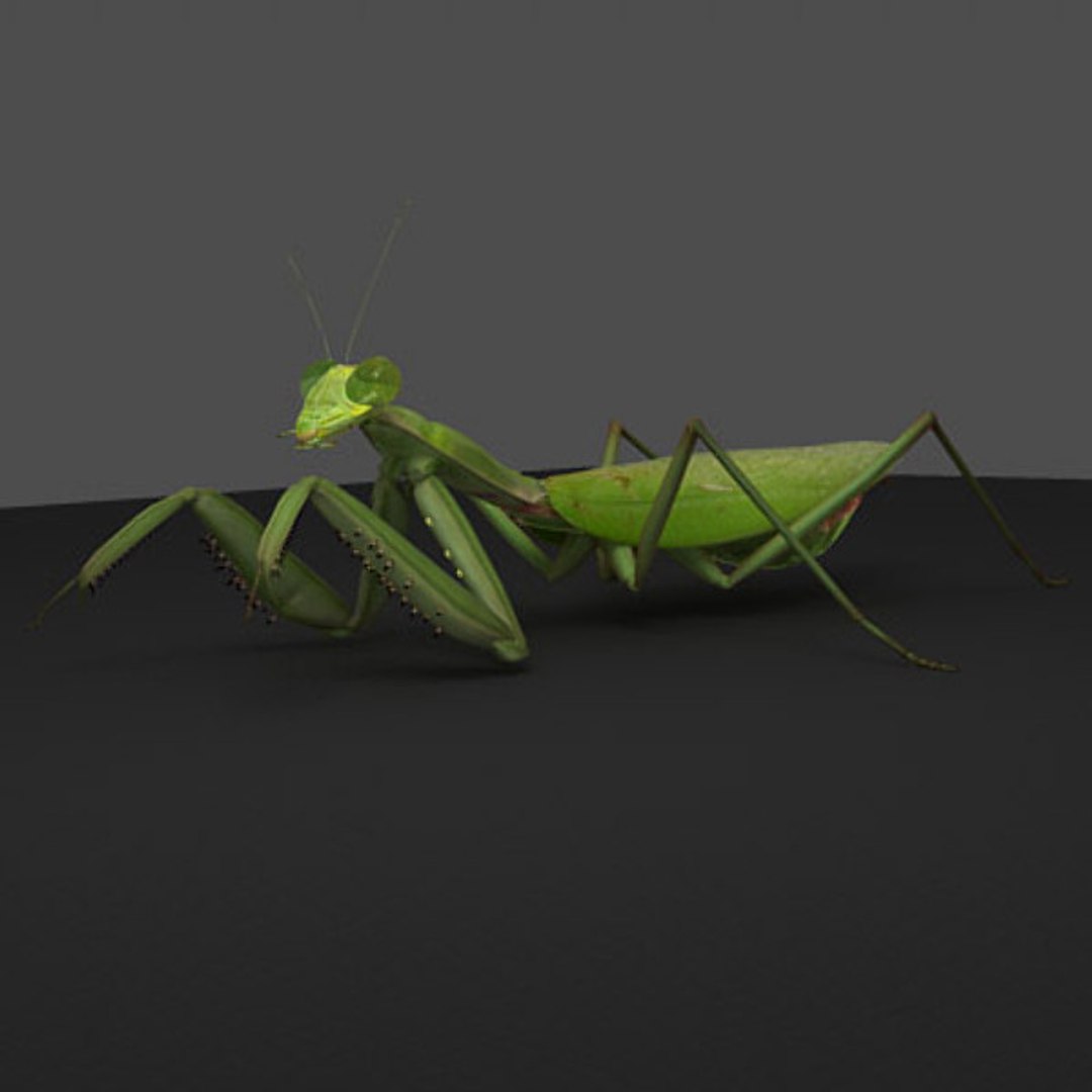 Praying Mantis 3d Model