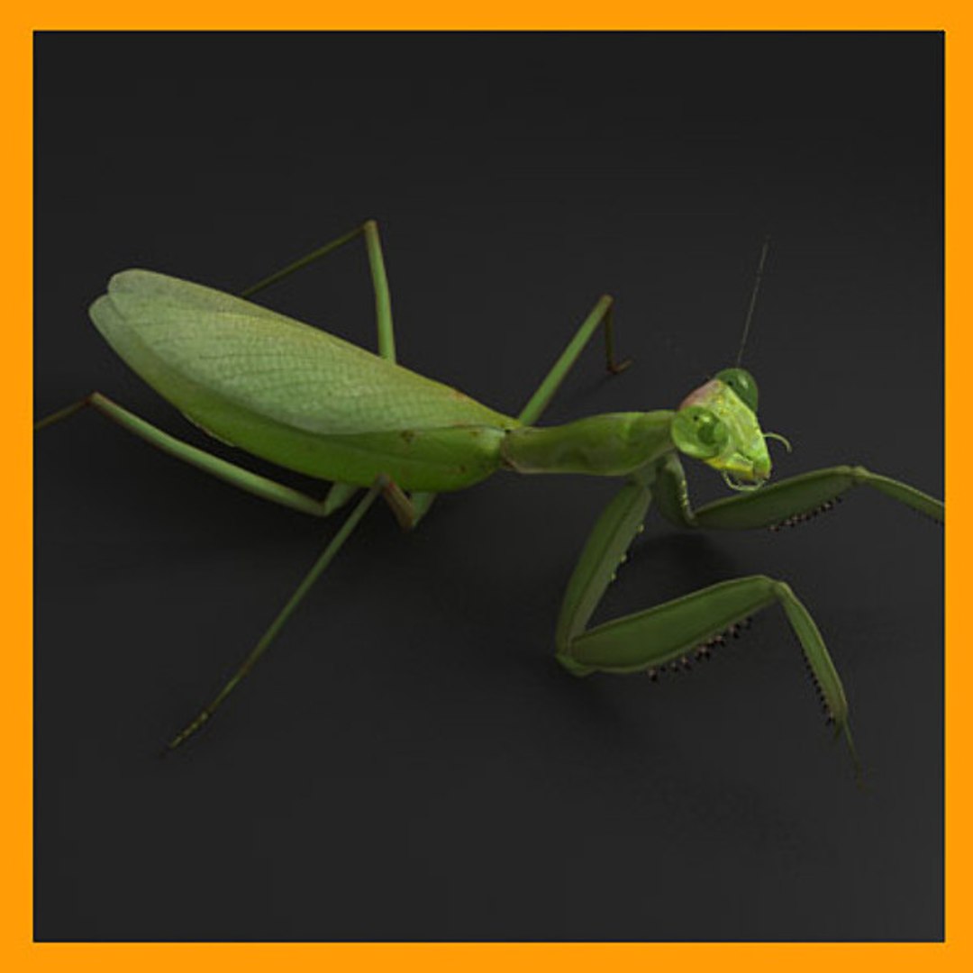 Praying Mantis 3d Model