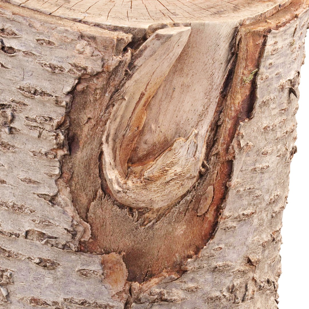 3D Scanned Tree Log Realistic Model With LOD Vol 01 3D - TurboSquid 2412696