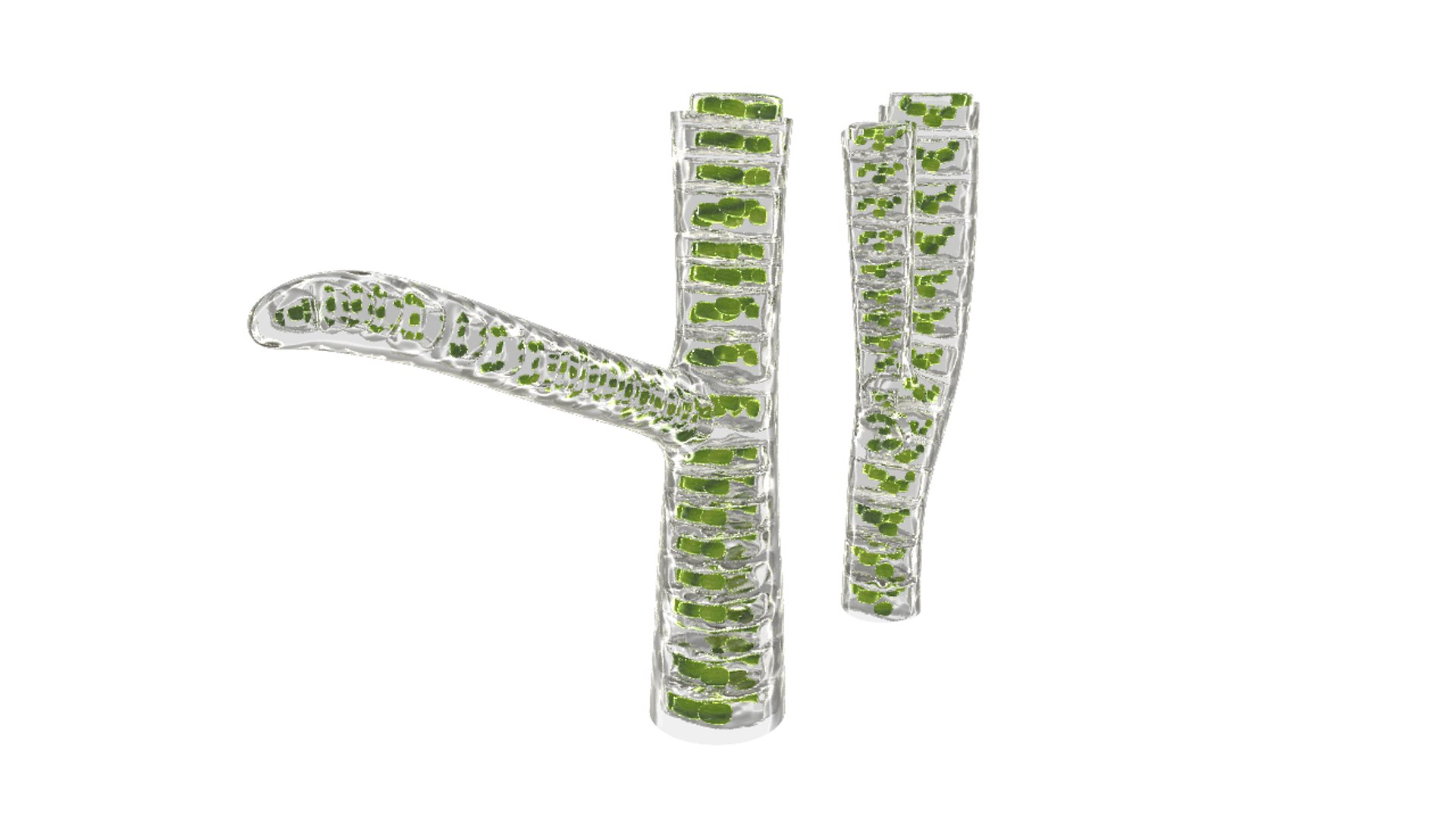 3d Ulothrix Genus Green