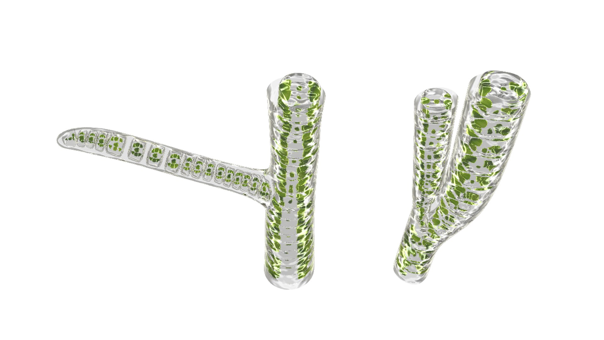 3d Ulothrix Genus Green