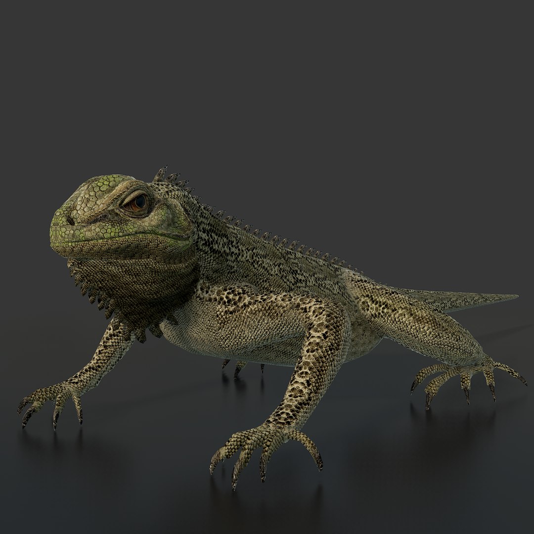 3d Model Of Iguana Resolution Ready