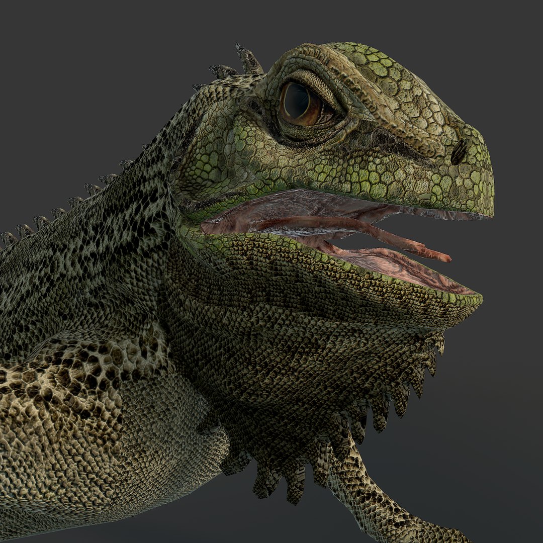 3d Model Of Iguana Resolution Ready