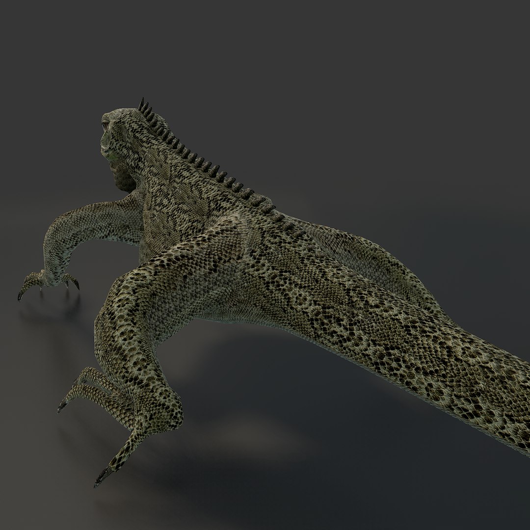 3d Model Of Iguana Resolution Ready