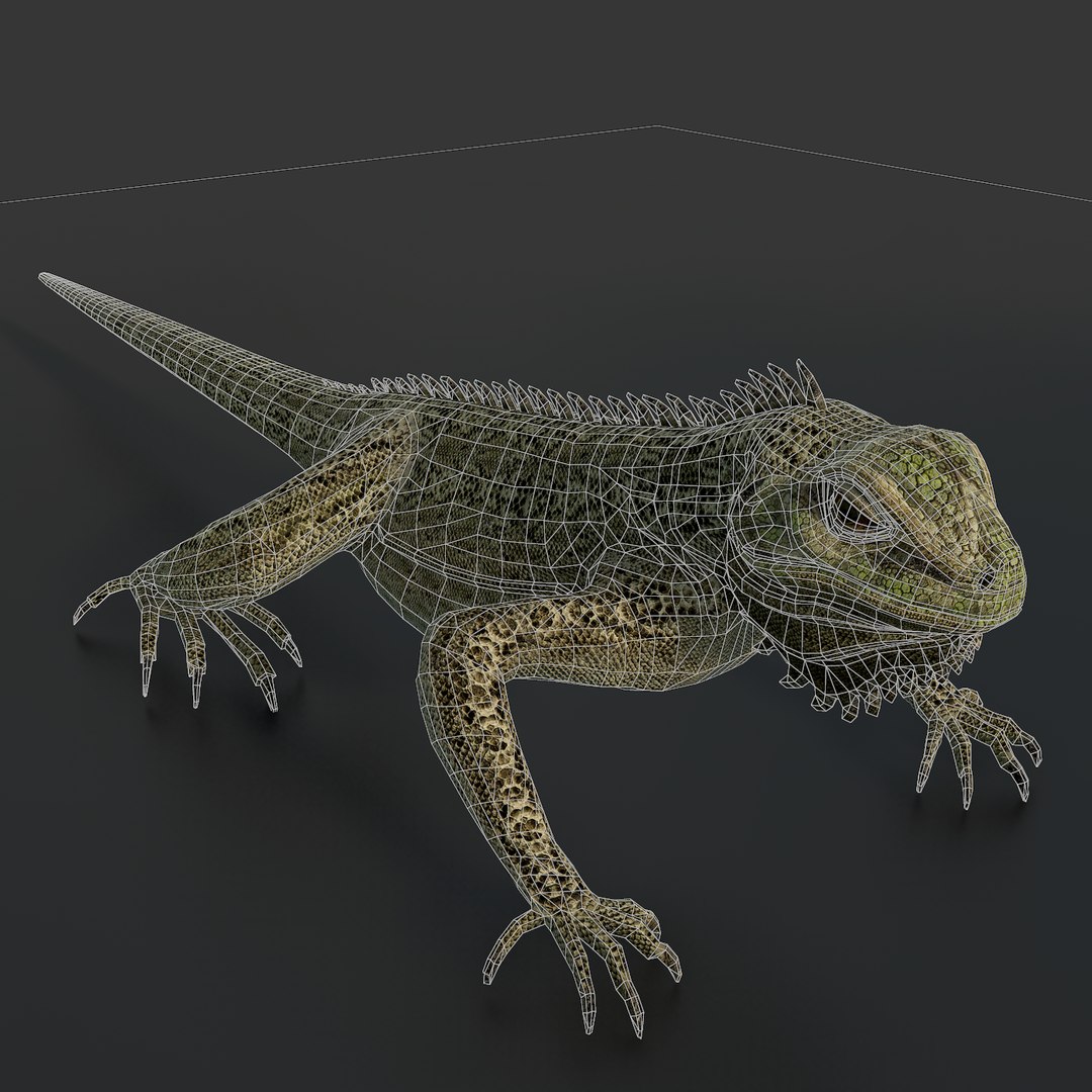 3d Model Of Iguana Resolution Ready