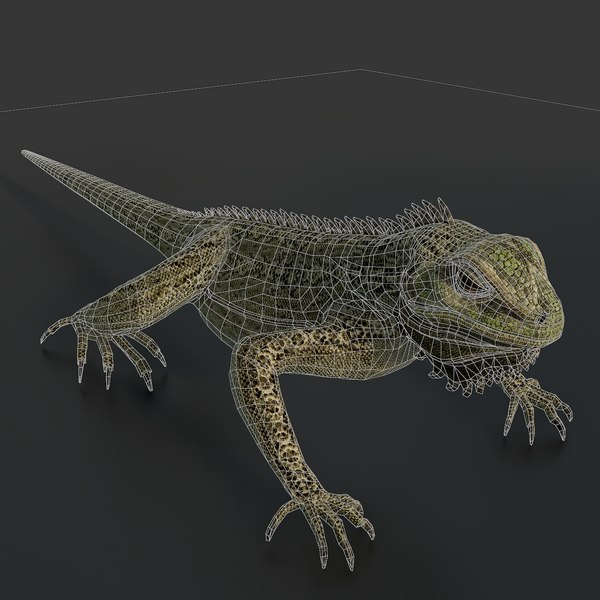 3d model of iguana resolution ready