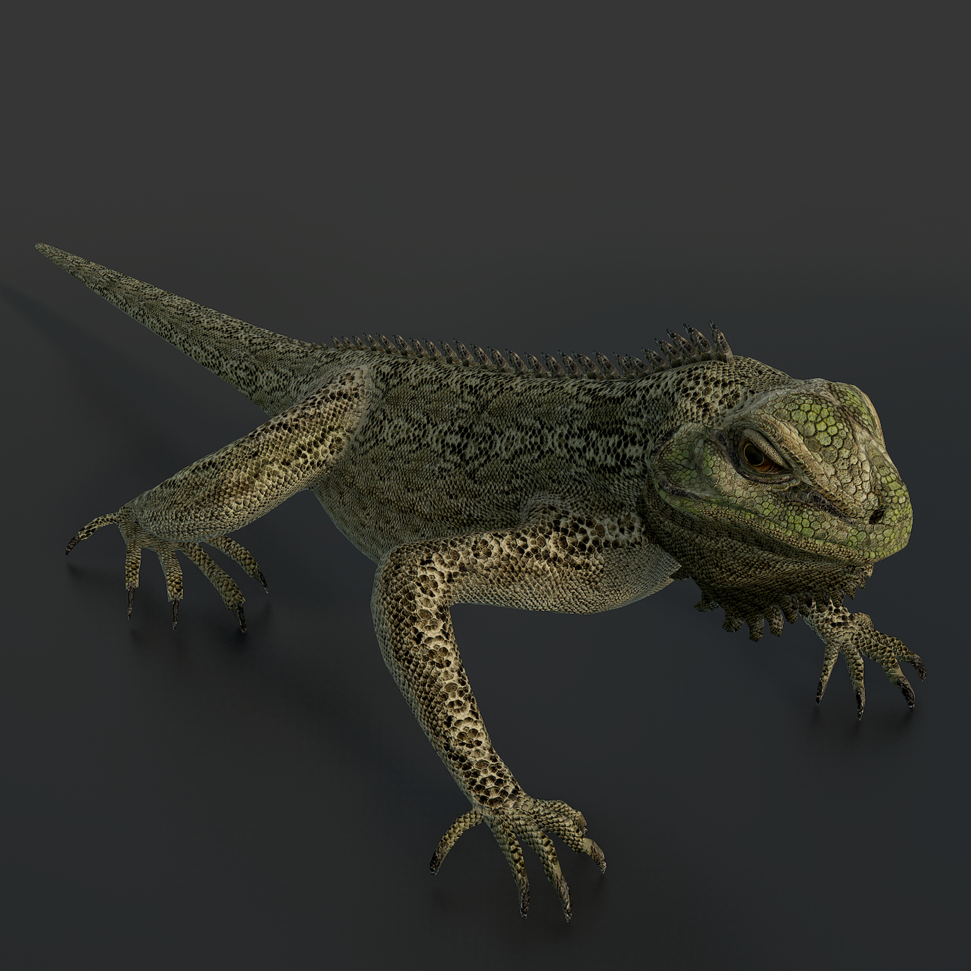 3d model of iguana resolution ready